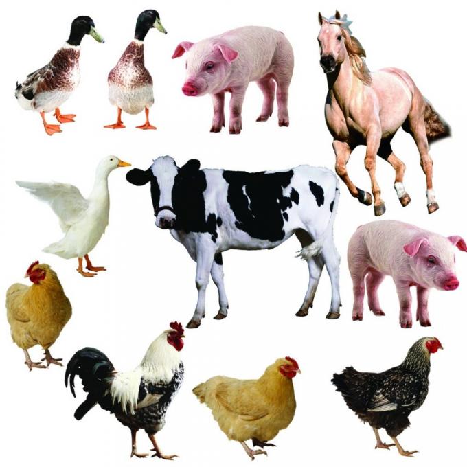 Animal Rendering Plants Dead Poultry Harmless Treatment Waste Recycling